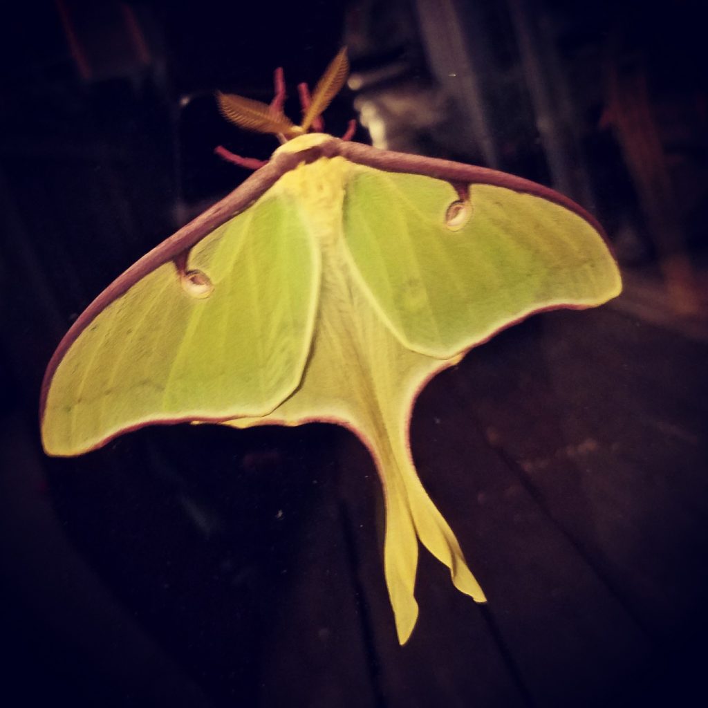 styropyro (Drake Anthony) about me page