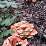 styropyro (Drake Anthony) about me page